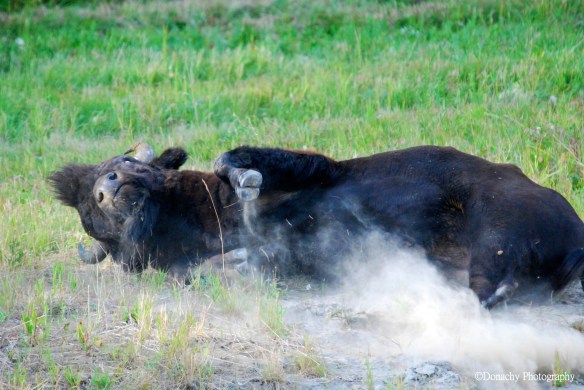 British Columbia | CutterLight
