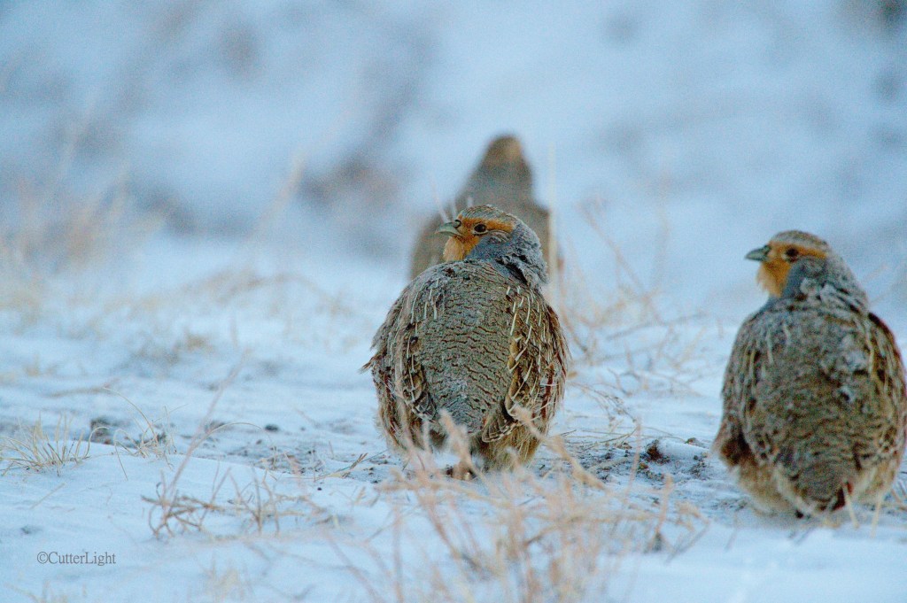 Birds of Mongolia: Daurian Partridge | CutterLight