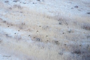 Birds of Mongolia: Daurian Partridge | CutterLight