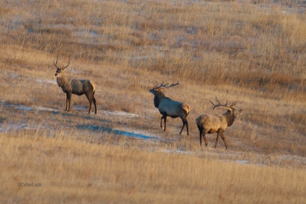 Mongolia’s Impressive Red Deer | CutterLight