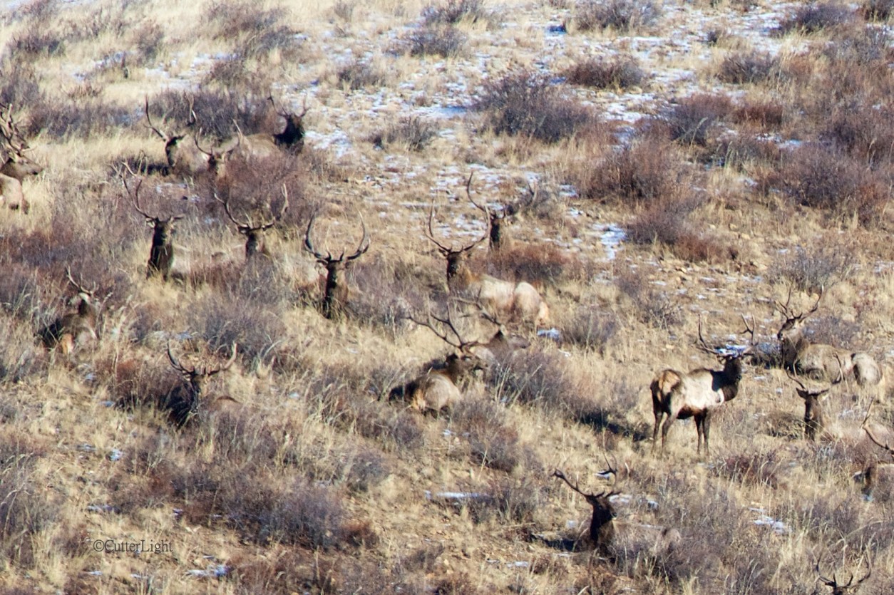 Mongolia’s Impressive Red Deer | CutterLight