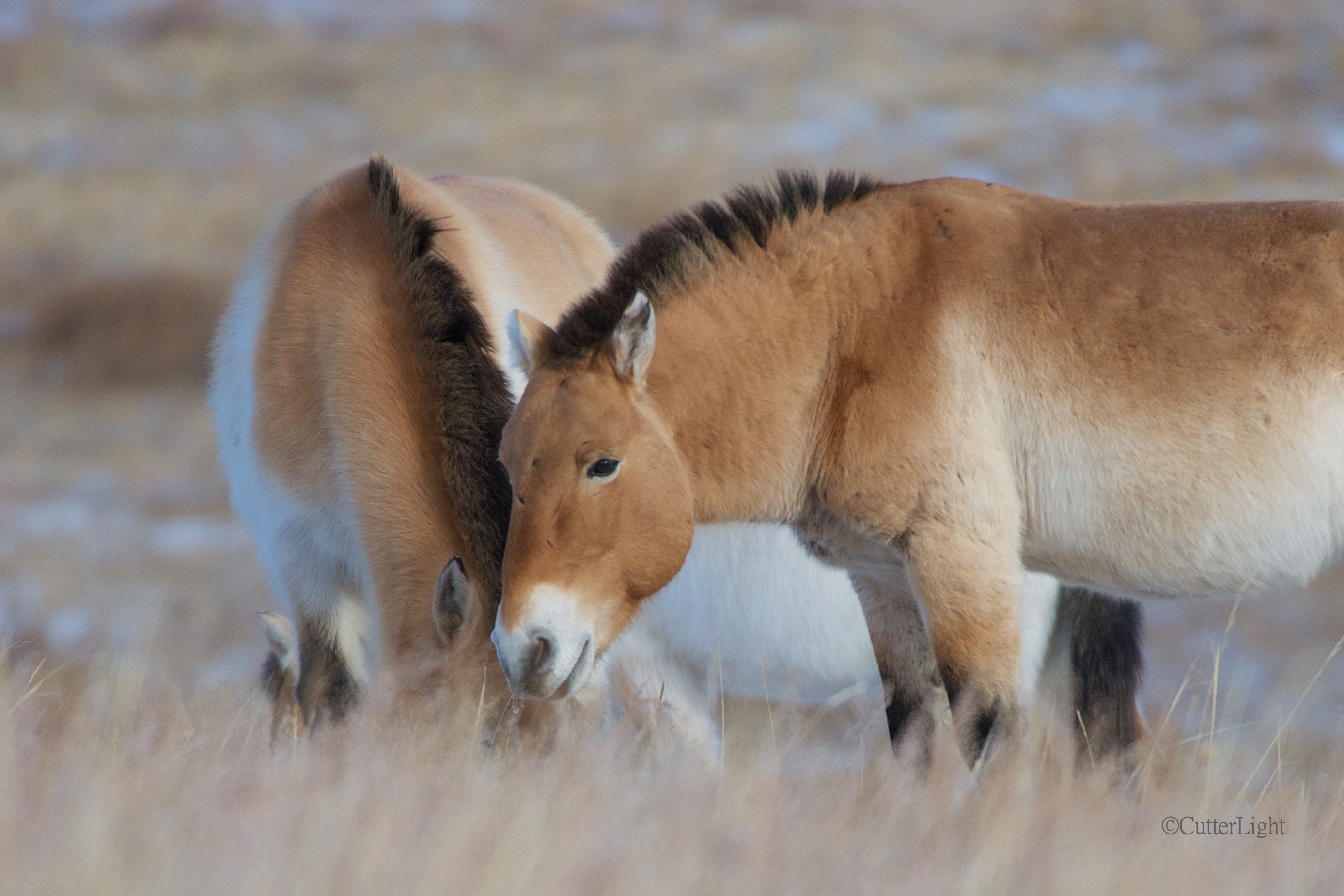 Takhi – A Success Story in the Land of Chinggis Khan | CutterLight