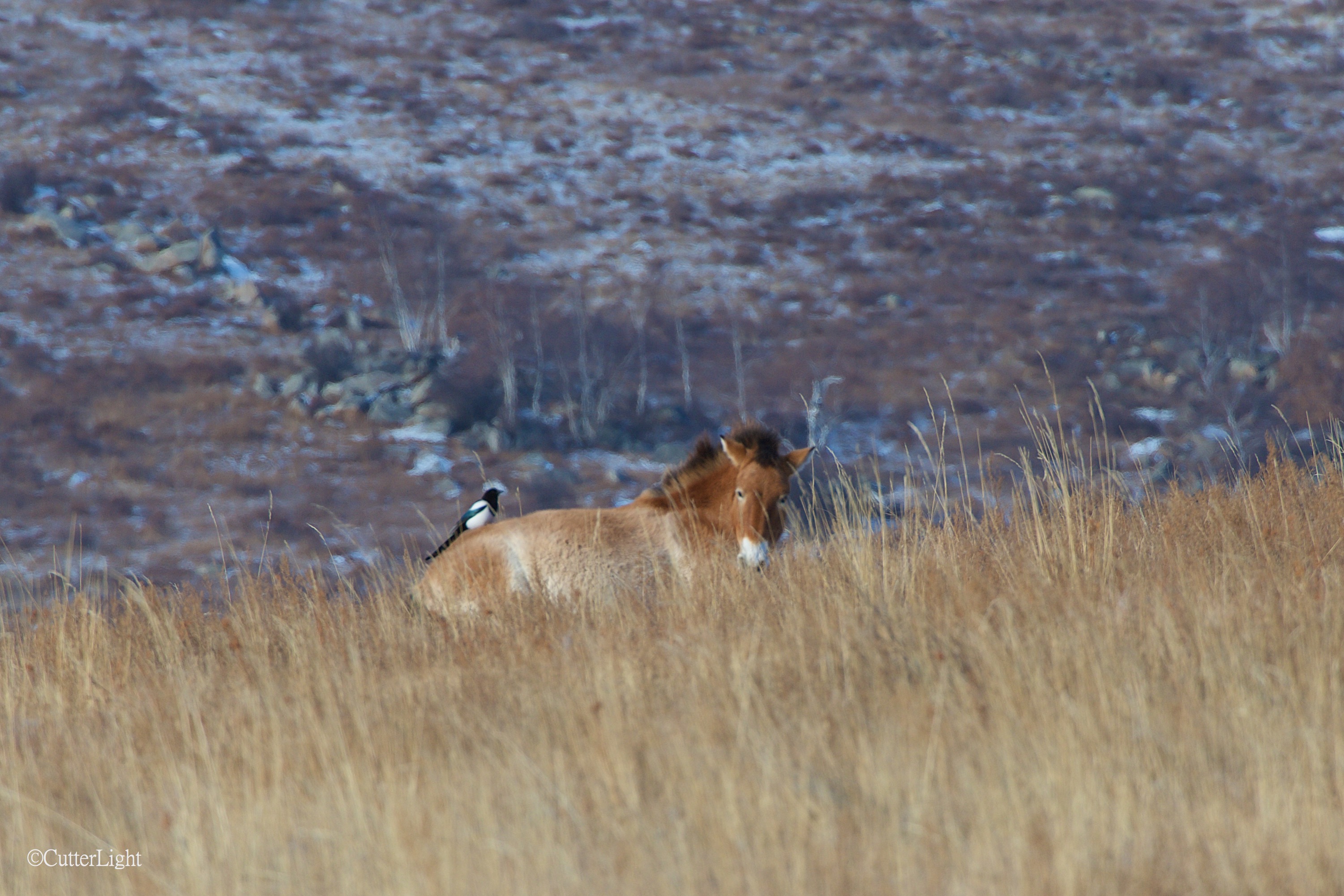 Takhi – A Success Story in the Land of Chinggis Khan | CutterLight