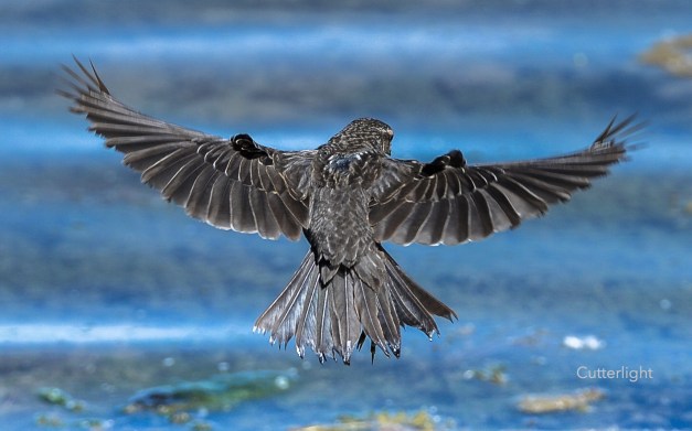 Two Thumbs Up – Meet the Alula | CutterLight