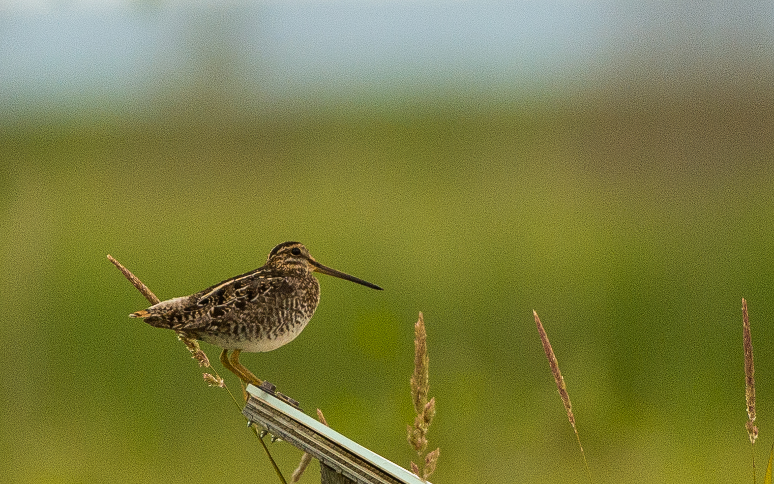 Have you Heard a Strange Bird Sound at Night? Snipe Returning | CutterLight