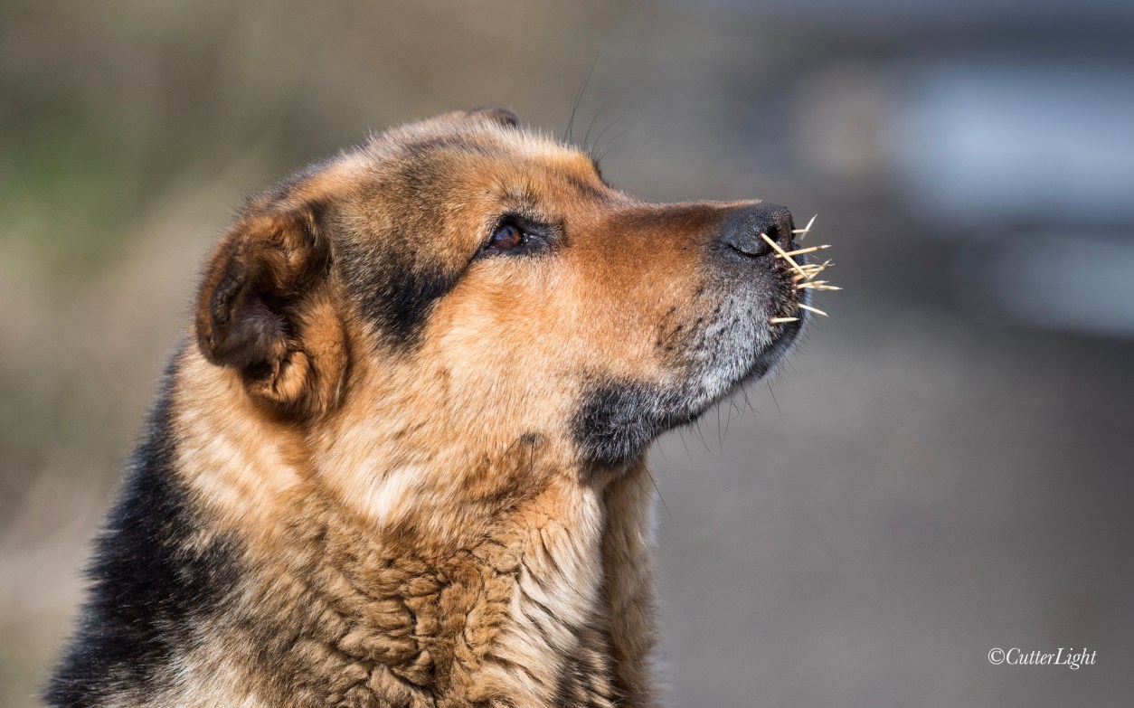 He Wasn’t Our Dog – a Tribute to Our Friend, Buster | CutterLight