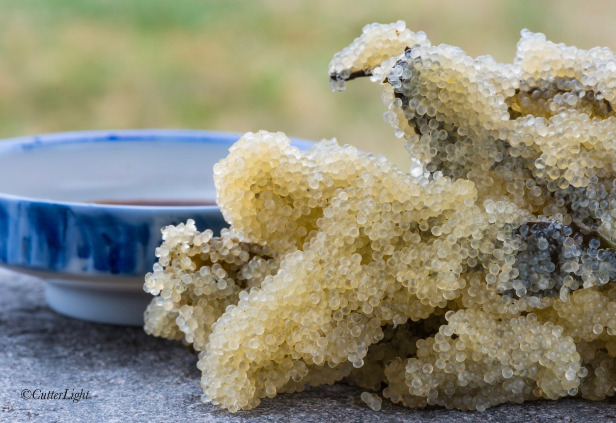 Lucky Day! Herring Roe from Togiak | CutterLight