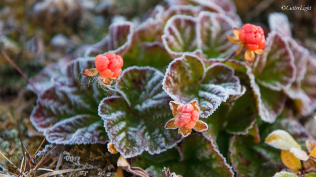 Thank You Molly! Cloudberry Sorbet Recipe | CutterLight