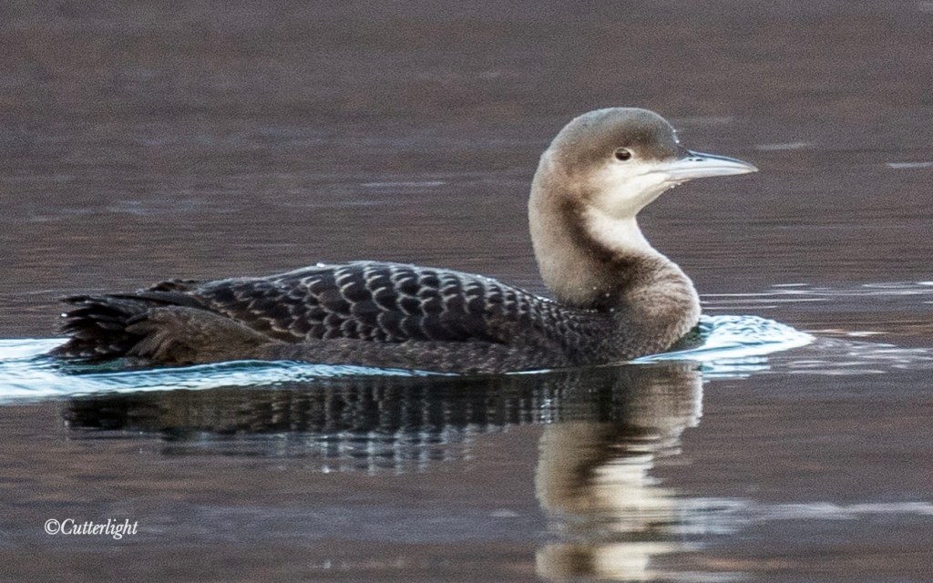 Birds of Chignik Lake: Pacific Loon | CutterLight