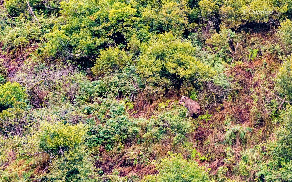 The Chigniks – Avian Diversity and Change in a Remote, Unique ...