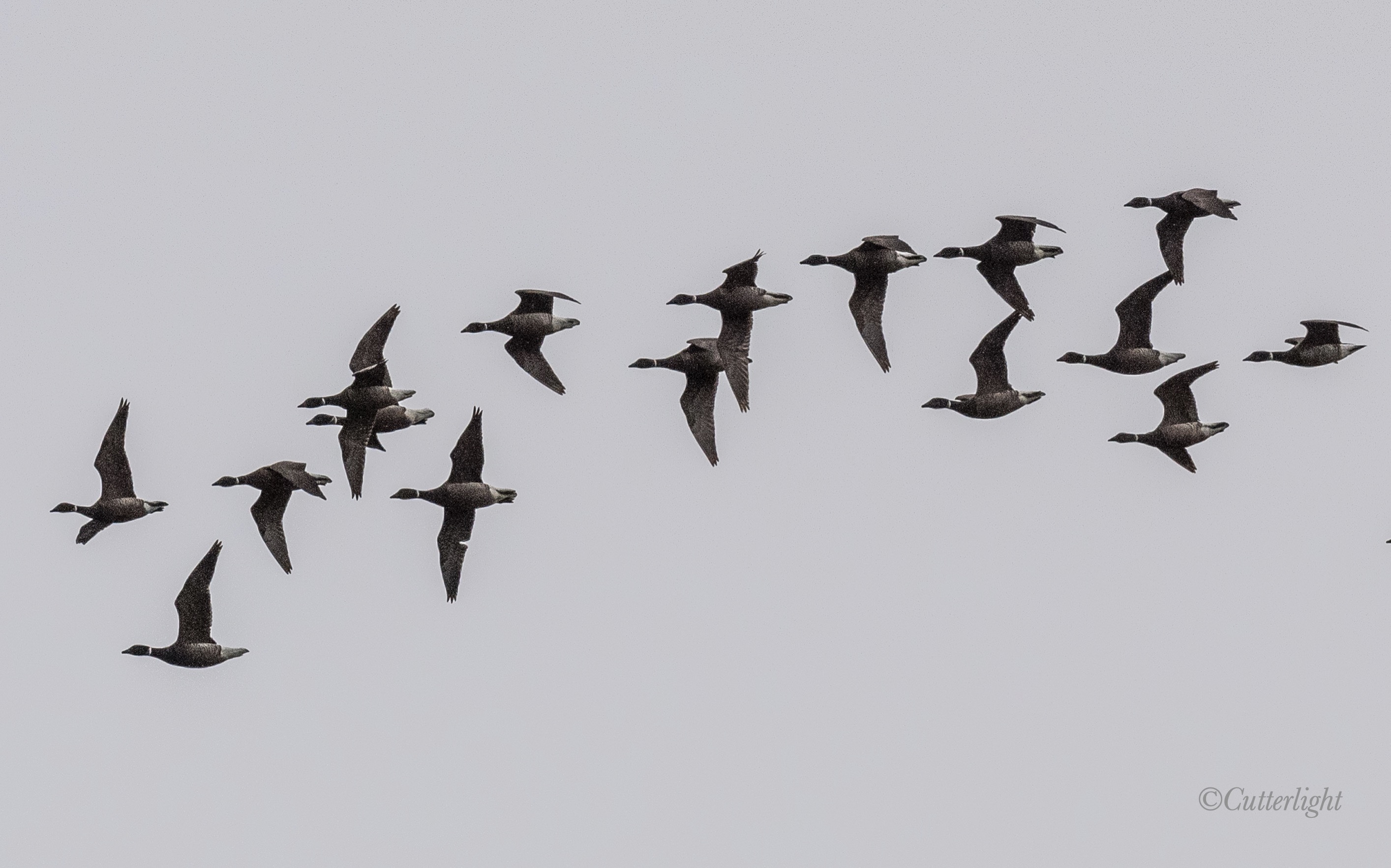 Birds of Chignik Lake: Brant – the Goose that Was Once a Fish (sort of ...