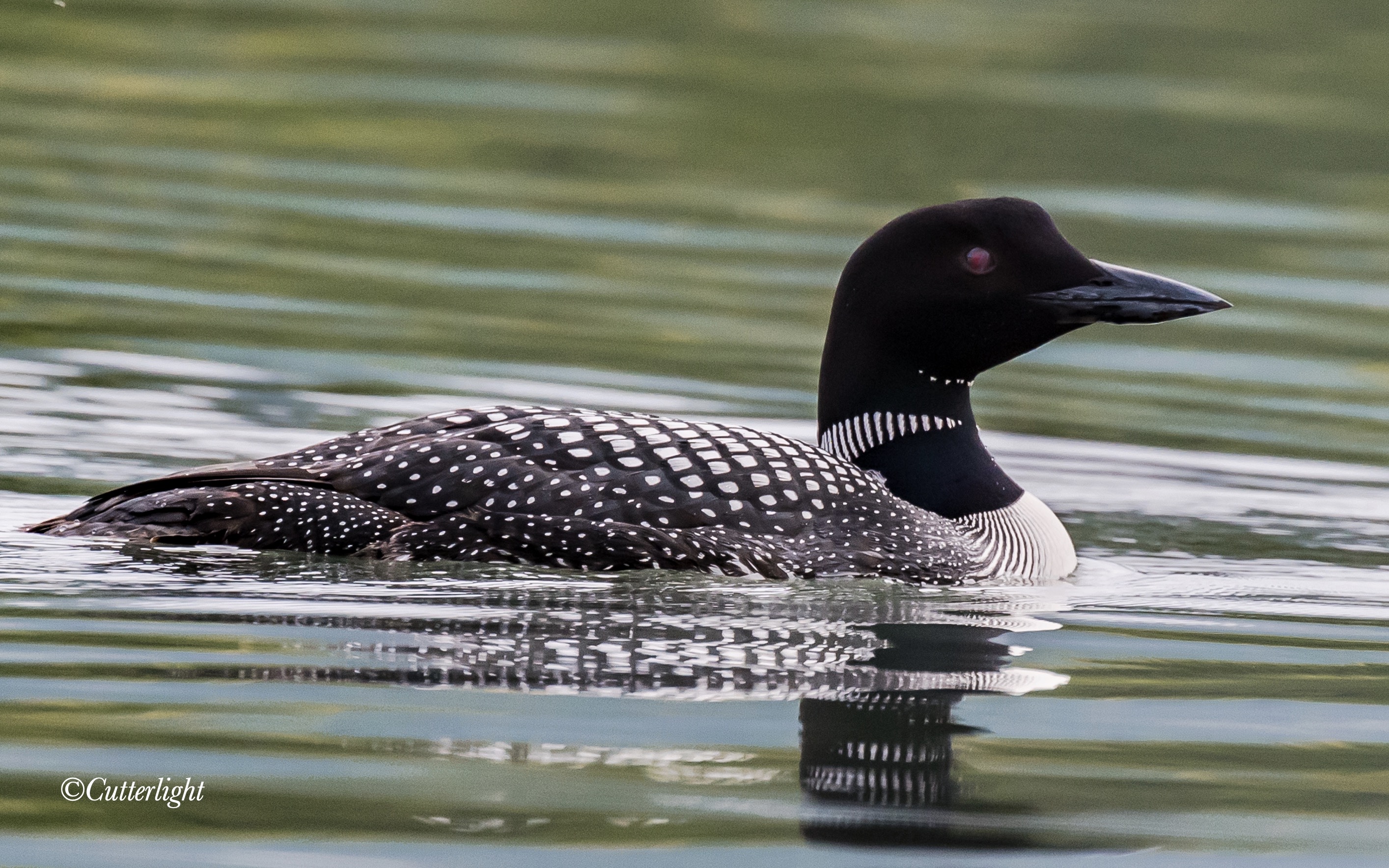 Birds of Chignik Lake: Common Loon | CutterLight