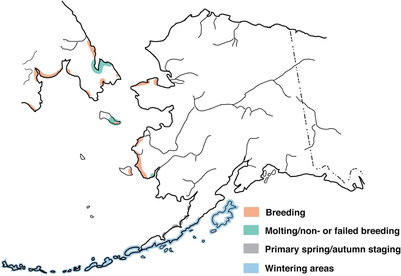 Chignik Lagoon emperor geese goose | CutterLight