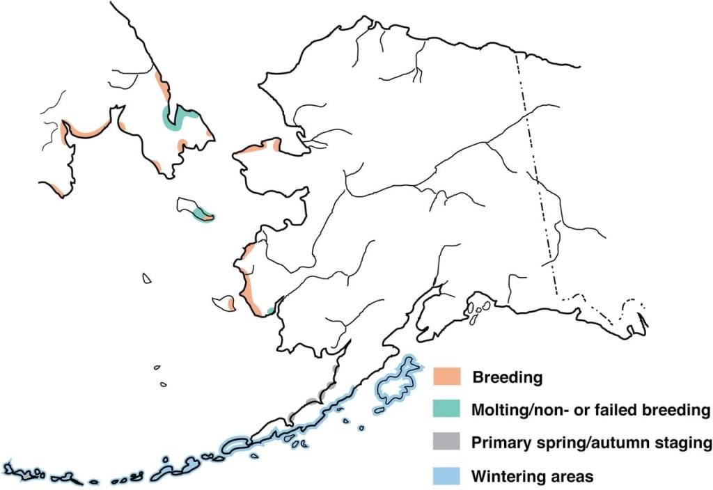 Birds of Chignik Lake – Emperor Goose: Alaska’s Painted Beauty ...