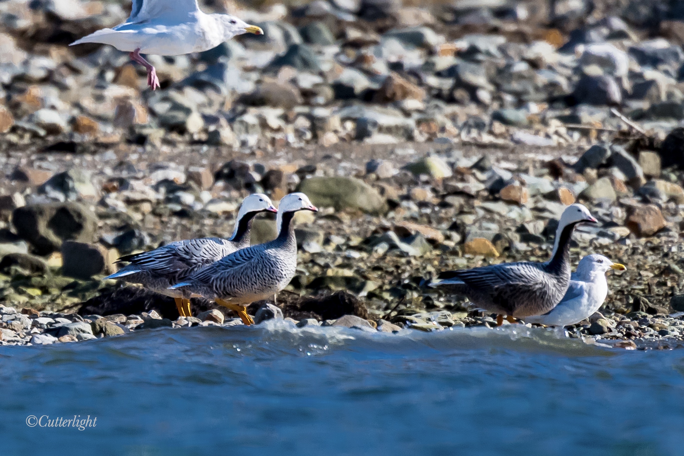 Birds of Chignik Lake – Emperor Goose: Alaska’s Painted Beauty ...