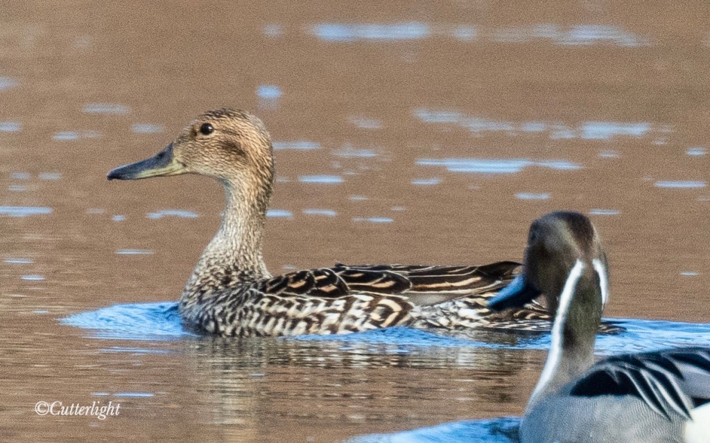 Birds of Chignik Lake: Northern Pintail – the Dapper Dabbler | CutterLight