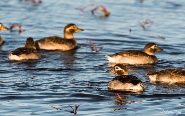 when why did long-tailed ducks old-squaw change name | CutterLight
