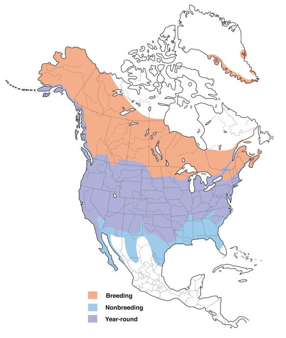 blue purple head mallard | CutterLight