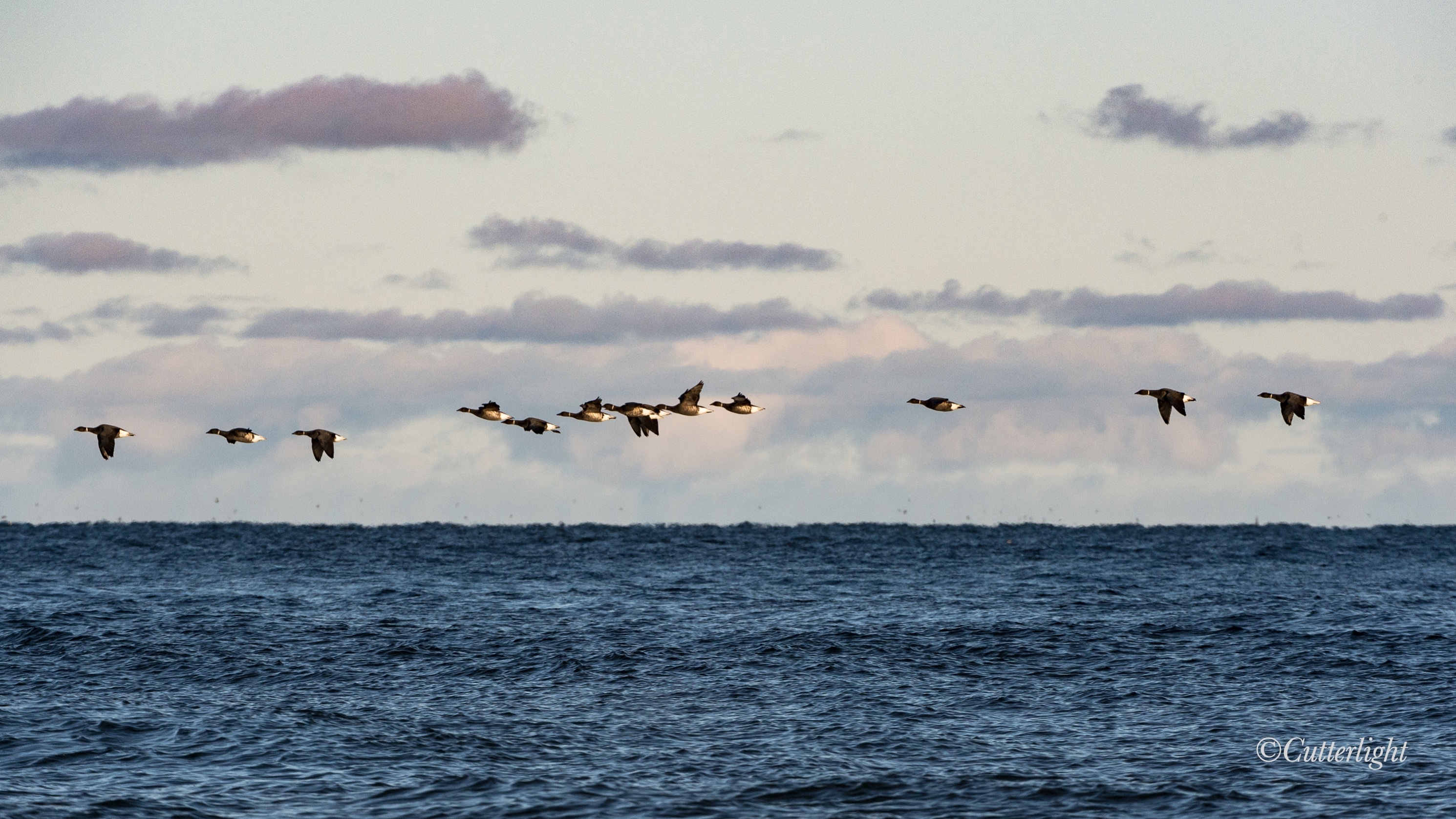 Birds of Chignik Lake: Brant – the Goose that Was Once a Fish (sort of ...