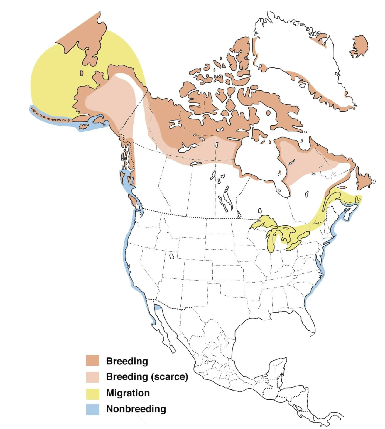 Birds of Chignik Lake: Red-throated Loon | CutterLight