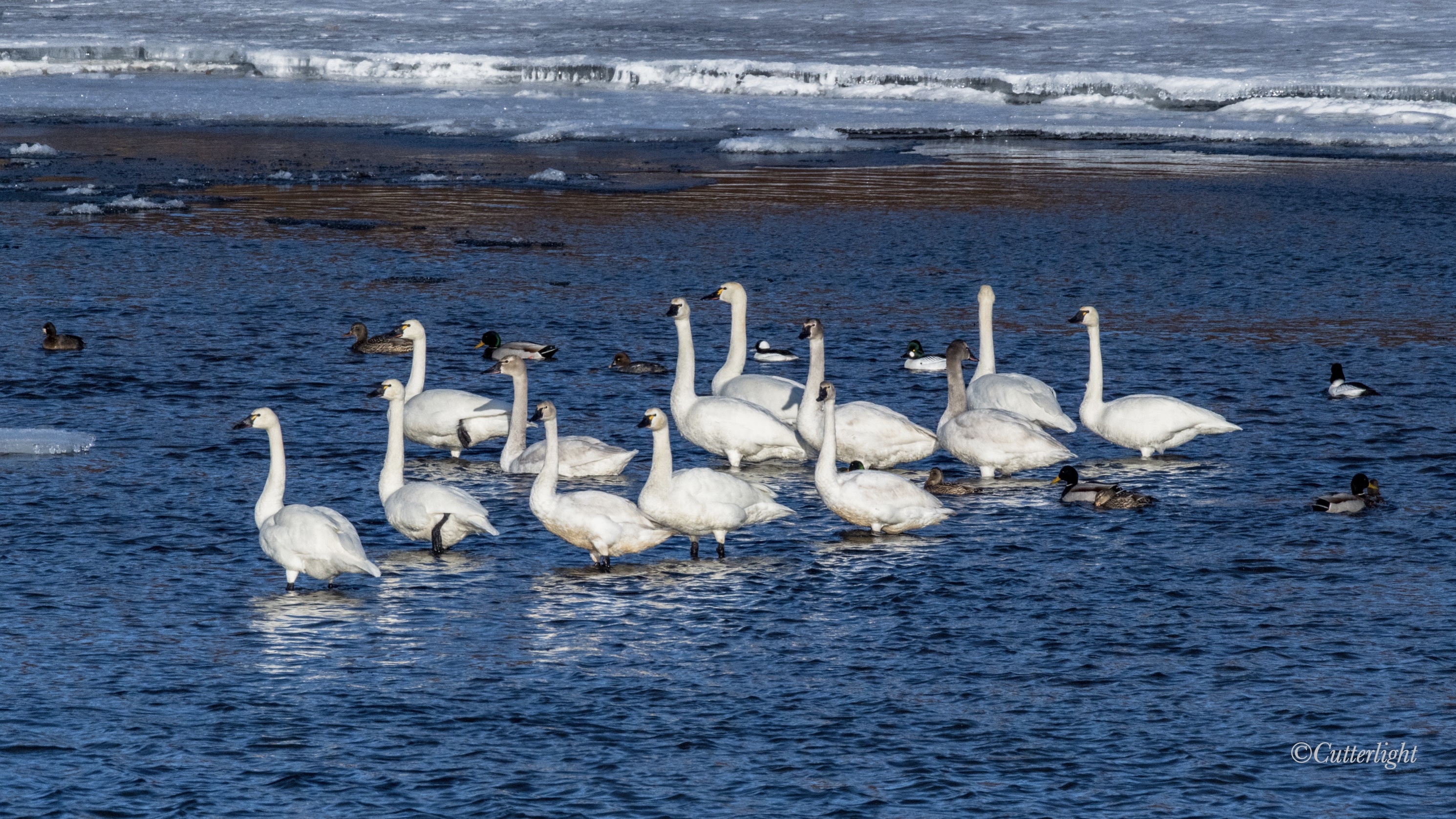 Birds of Chignik Lake – Tundra Swan: Harbinger of Springtime at The ...