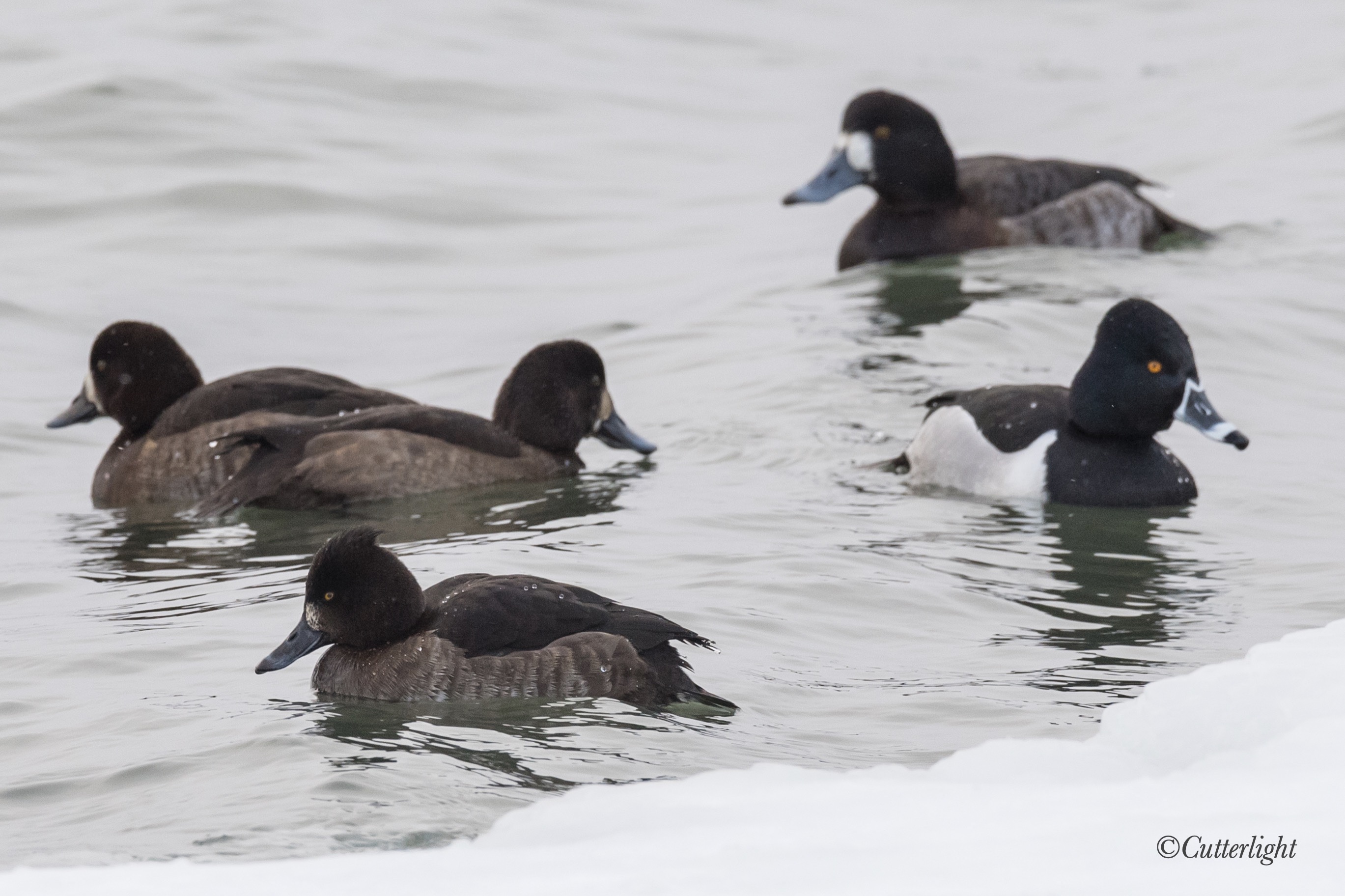 Birds of Chignik Lake: Tufted Duck – Rare Eurasian Visitor | CutterLight