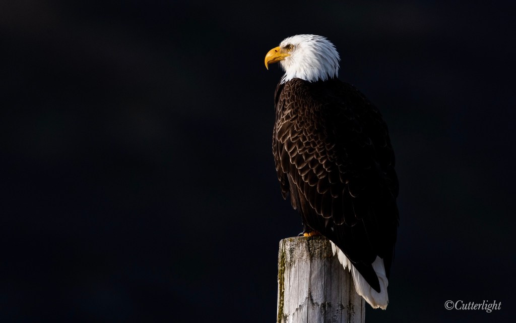 Birds of Chignik Lake: Bald Eagle – the Song of Summer | CutterLight