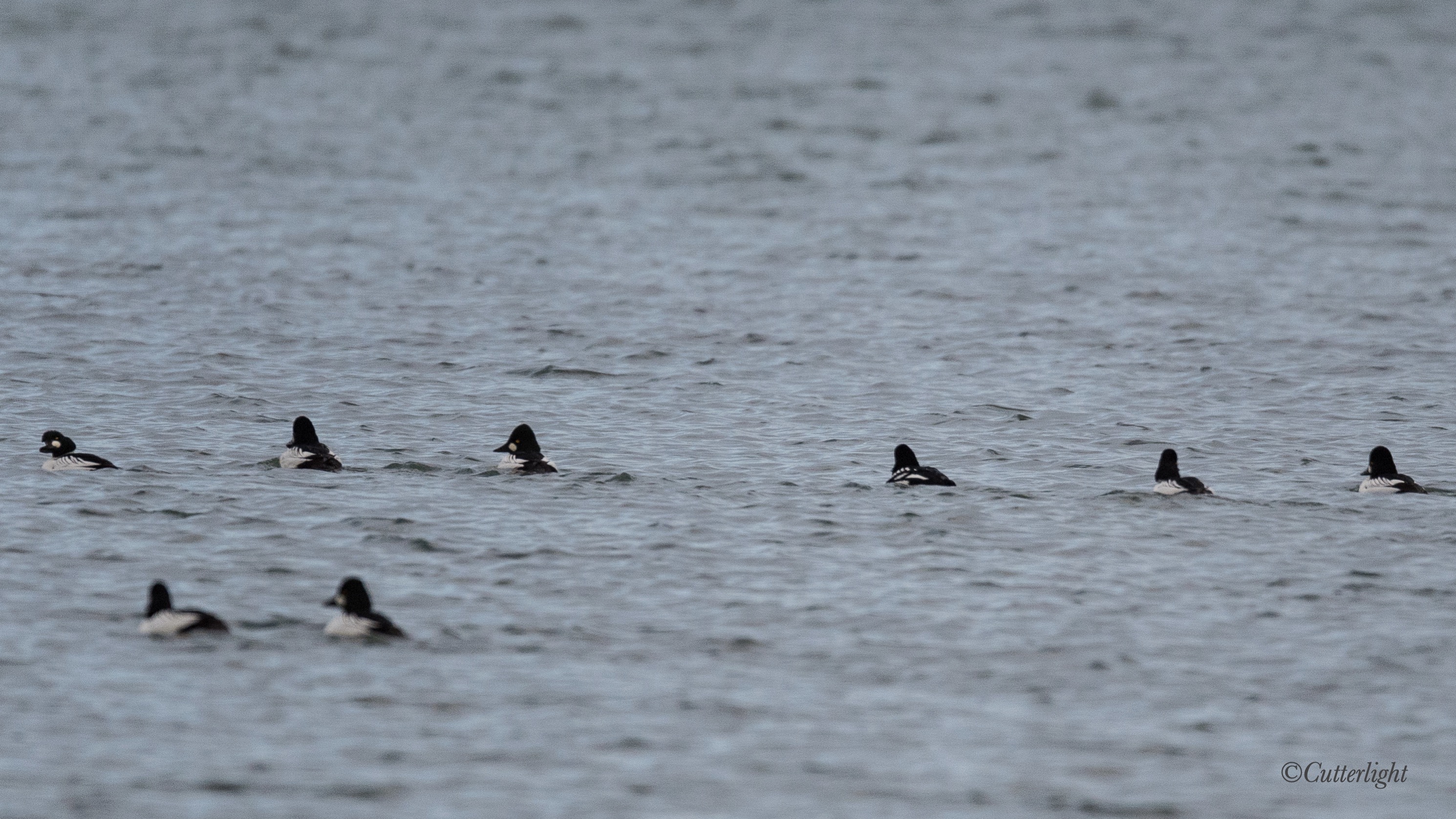 Birds of Chignik Lake: Barrow’s Goldeneye – a Duck that will Nest in a ...