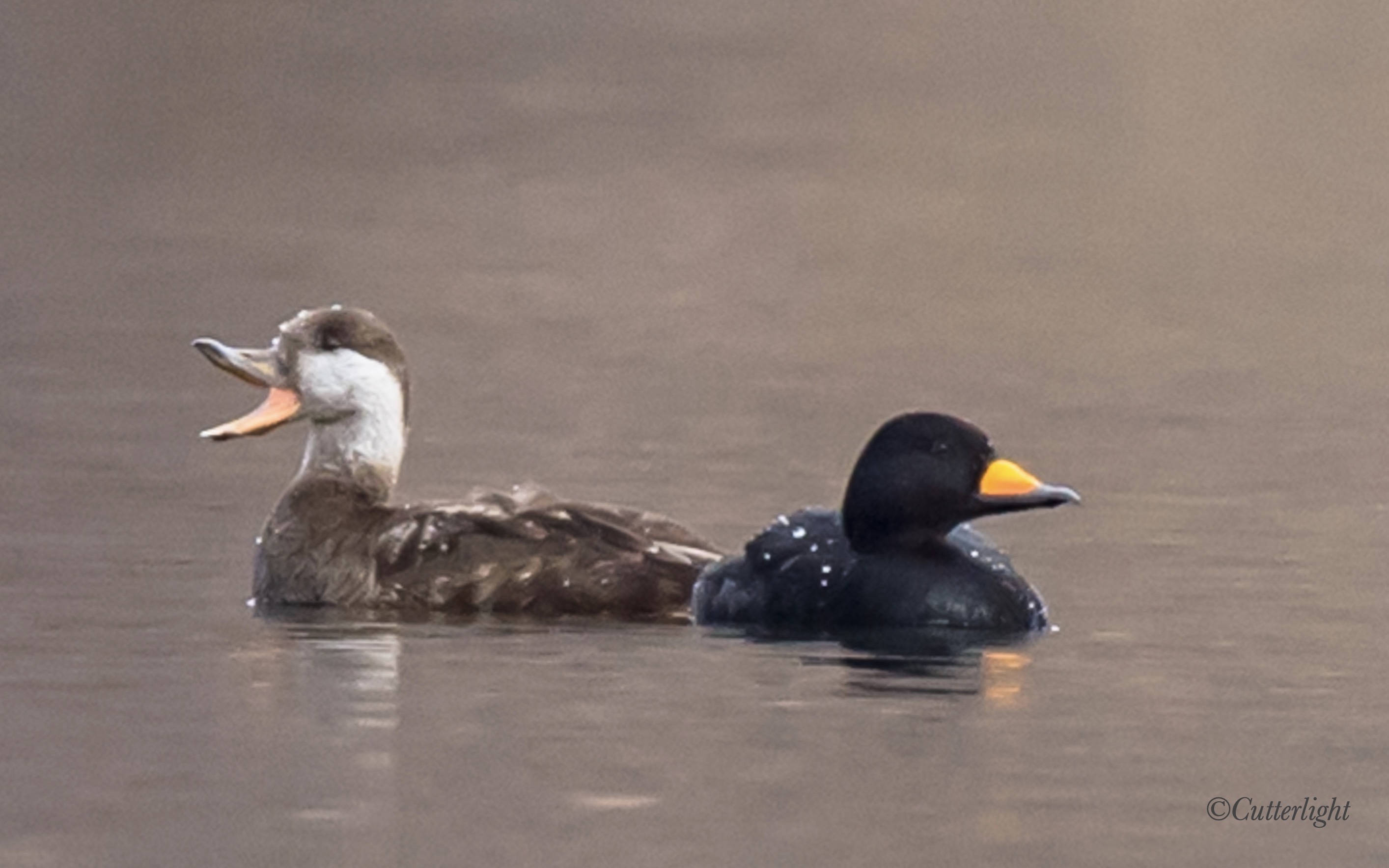 Birds of Chignik Lake: Black Scoter – Springtime Courtship on a ...