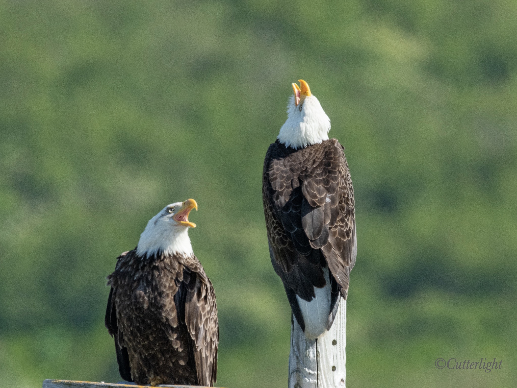 Birds of Chignik Lake: Bald Eagle – the Song of Summer | CutterLight
