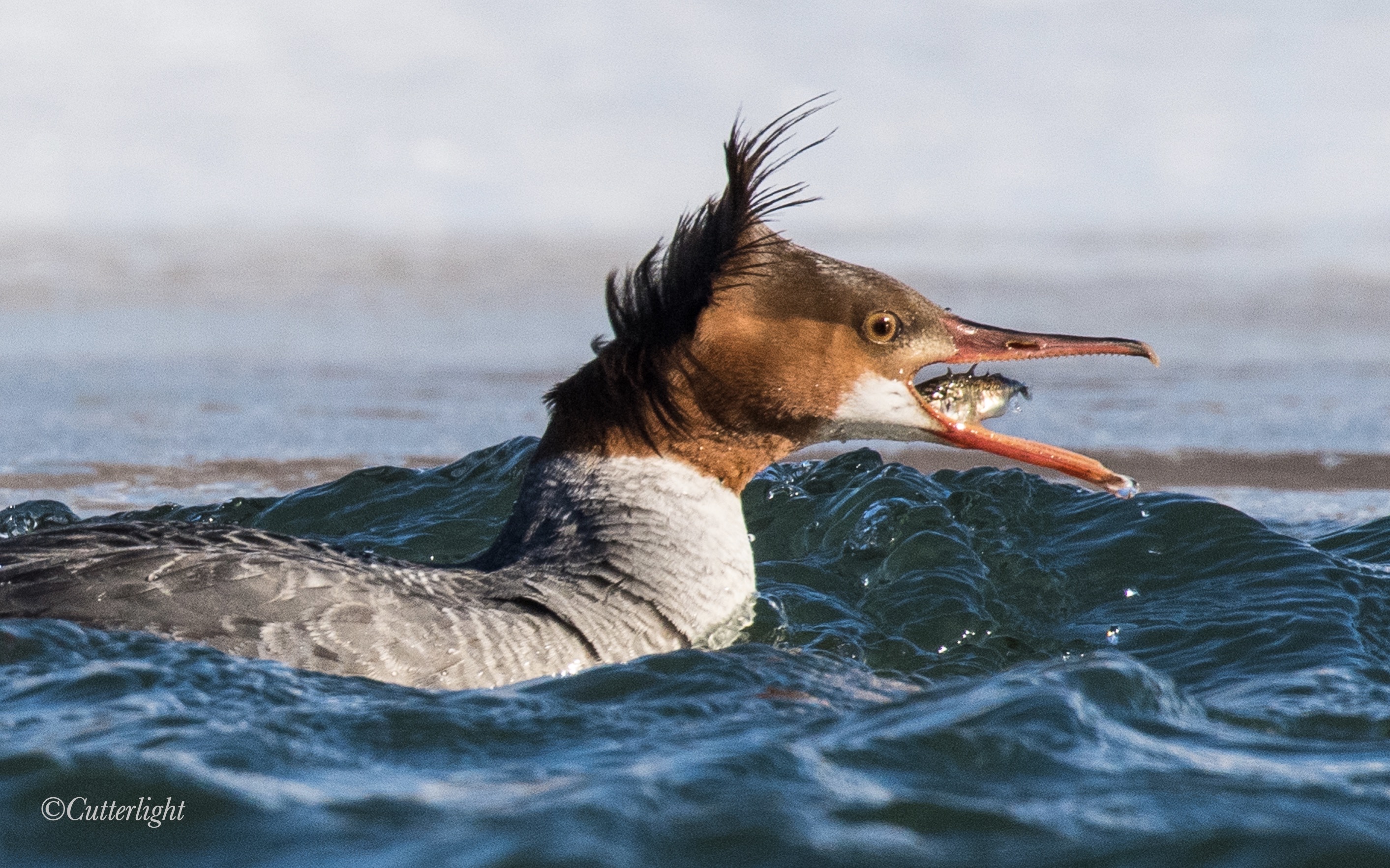 Birds of Chignik Lake: Common Merganser – She Wears the Crown | CutterLight