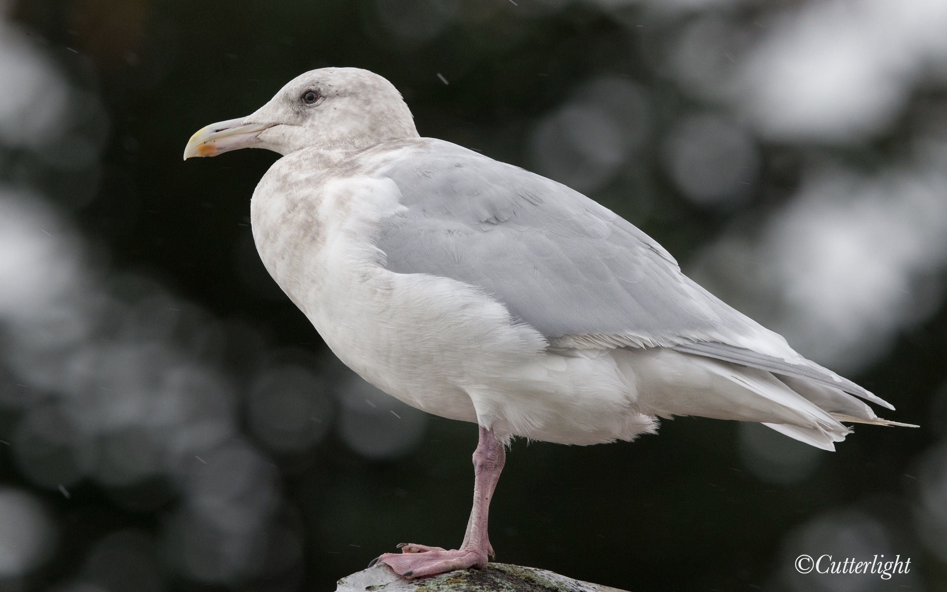 Birds of Chignik Lake: Glaucous-winged Gull – So… What’s Up with the ...