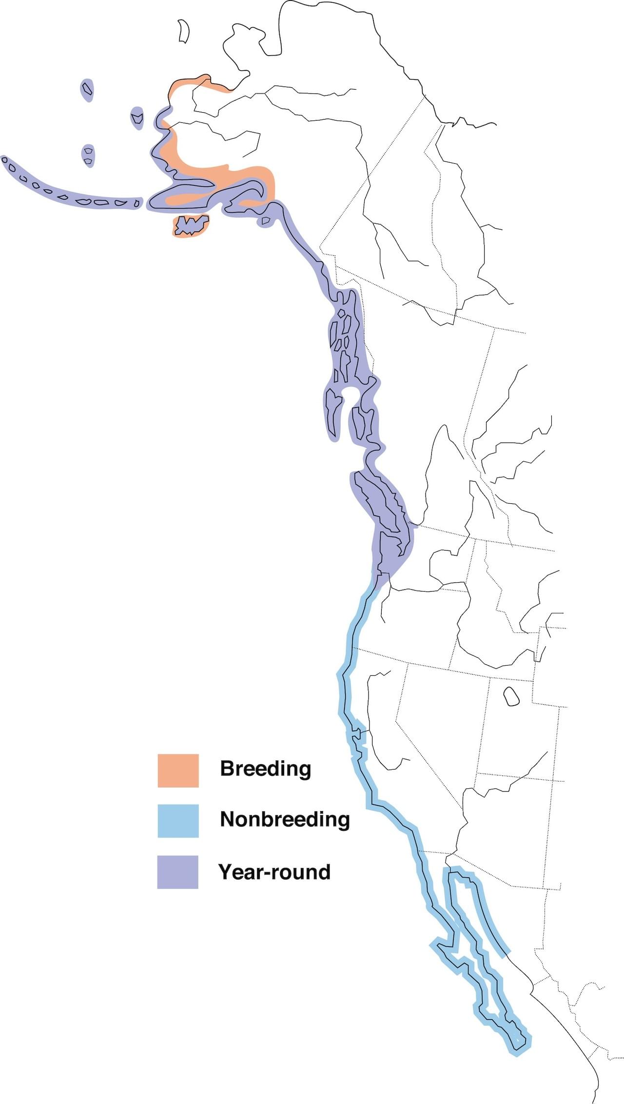 Birds of Chignik Lake: Glaucous-winged Gull – So… What’s Up with the ...