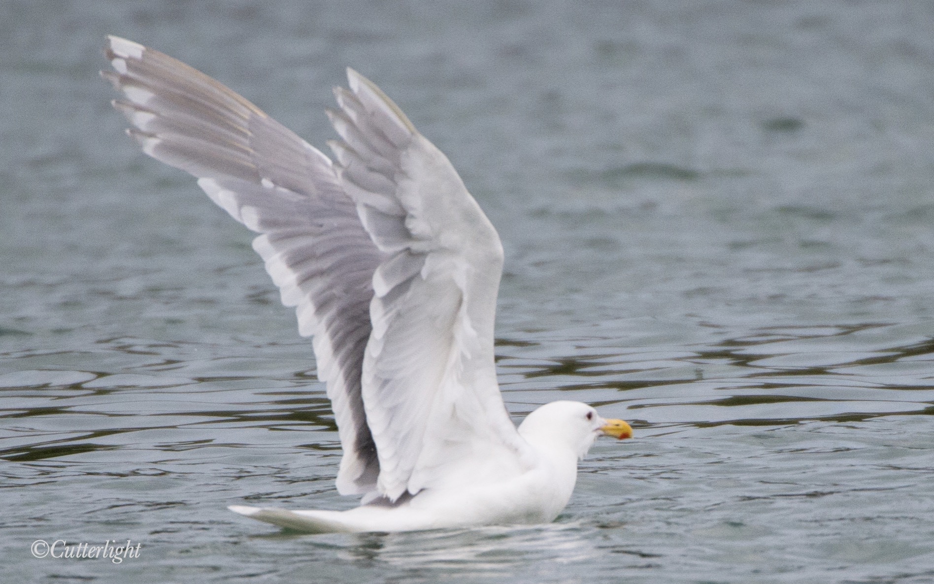 Birds of Chignik Lake: Glaucous-winged Gull – So… What’s Up with the ...