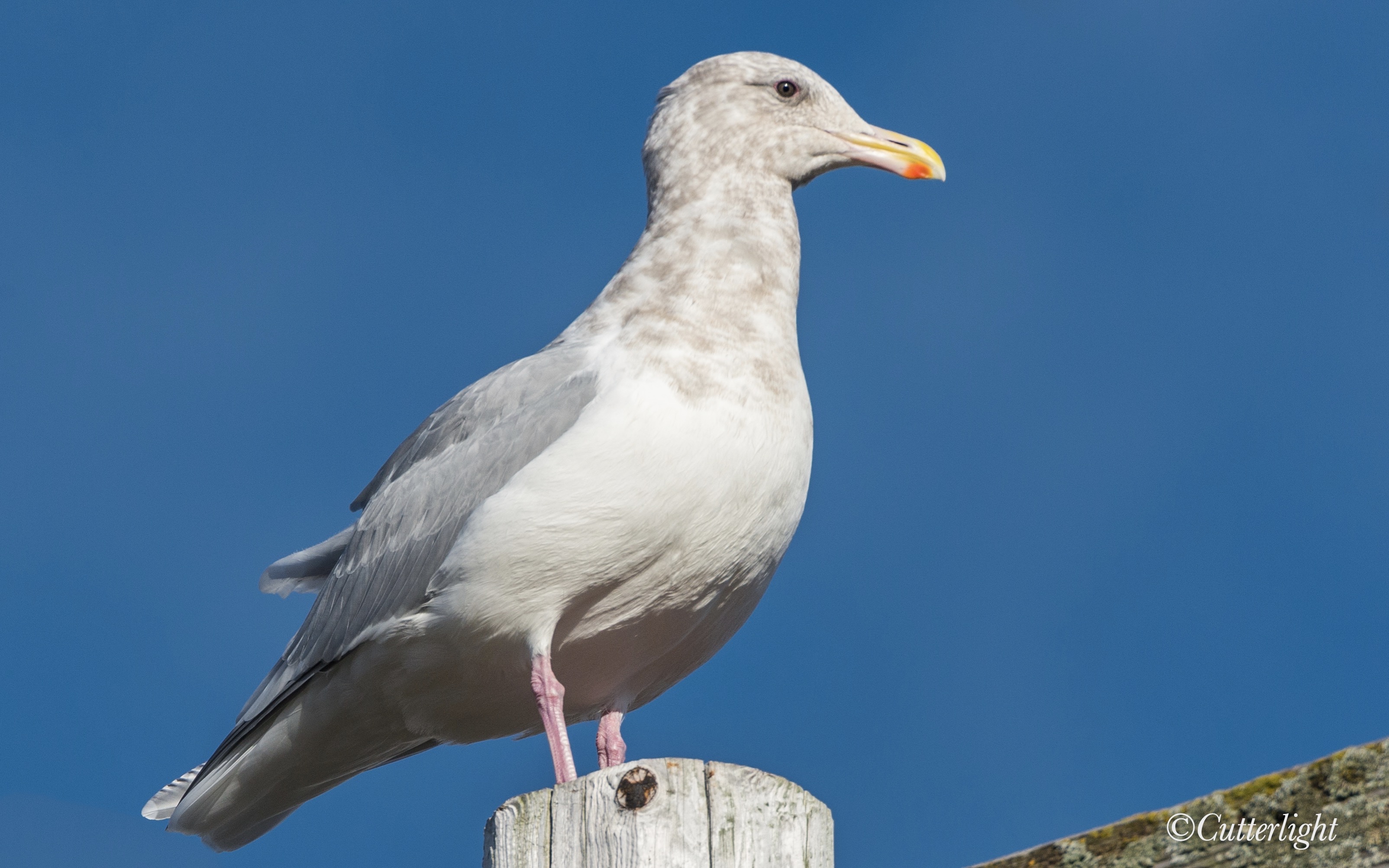 Birds of Chignik Lake: Glaucous-winged Gull – So… What’s Up with the ...