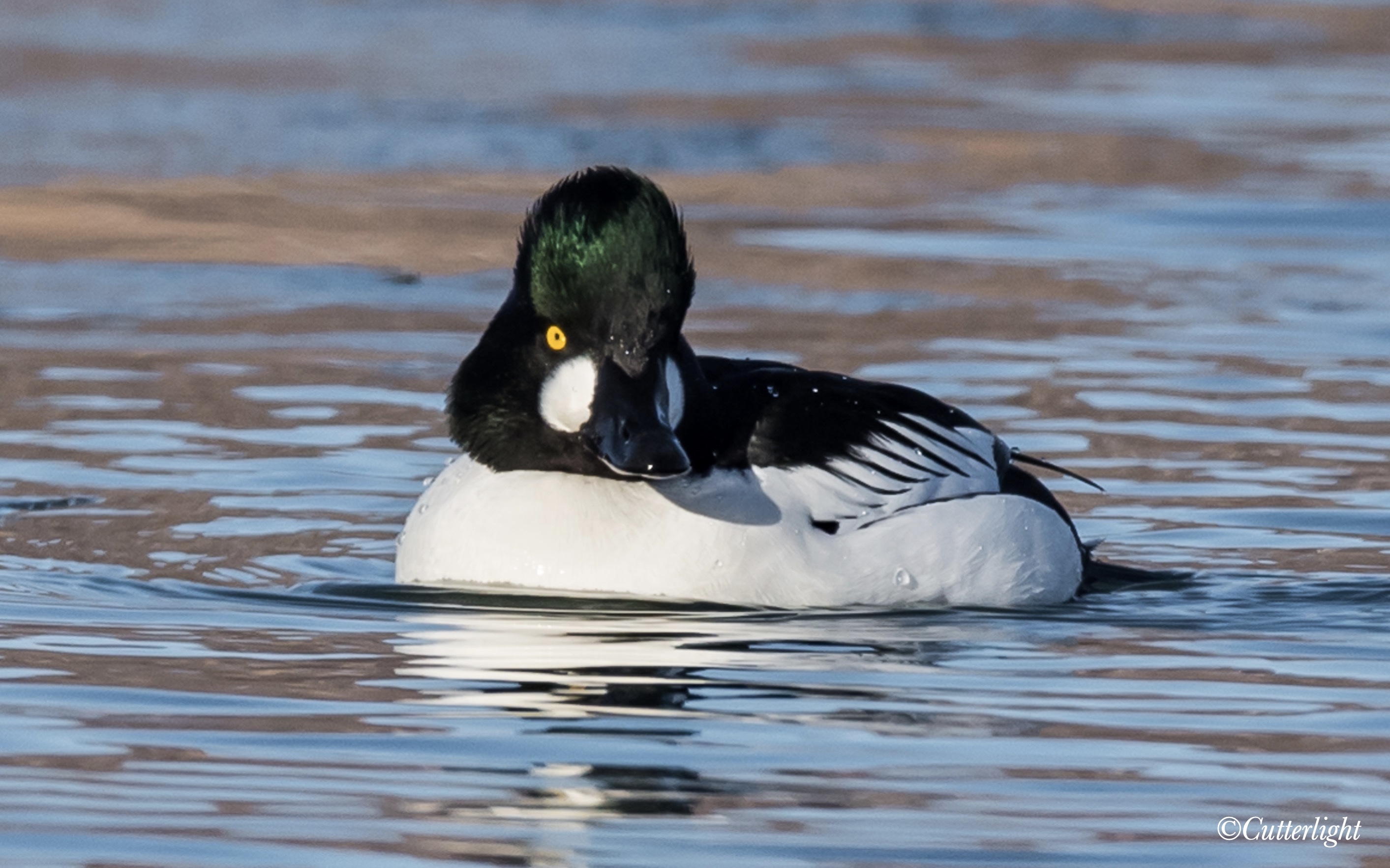Birds of Chignik Lake: Common Goldeneye | CutterLight