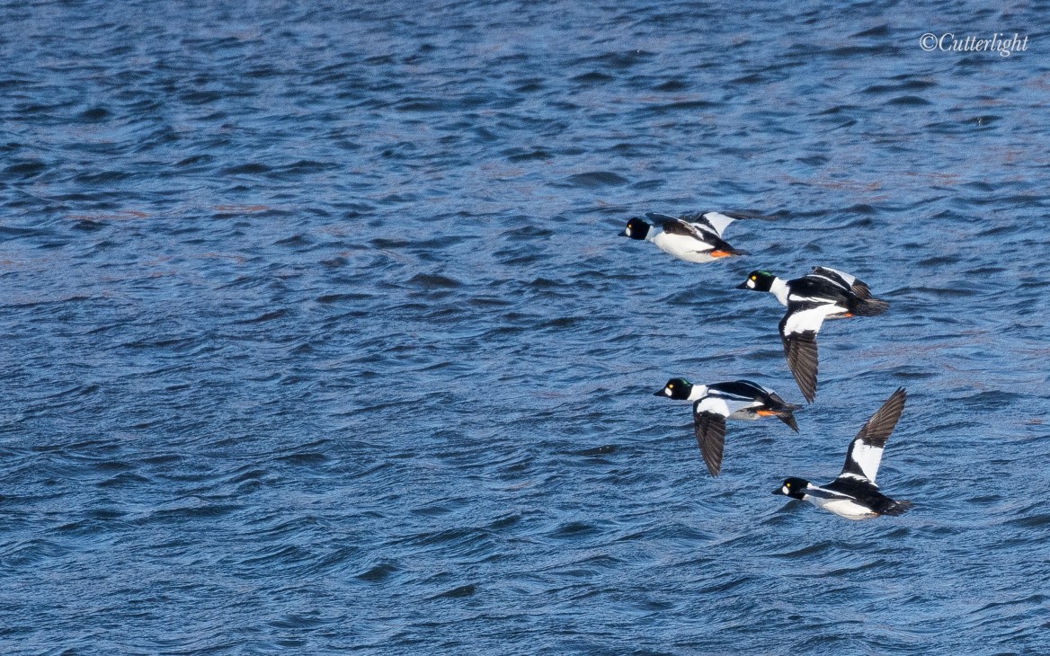 Birds of Chignik Lake: Common Goldeneye | CutterLight