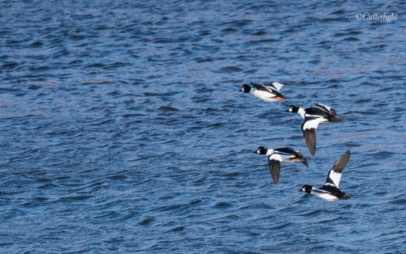 Birds of Chignik Lake: Common Goldeneye | CutterLight