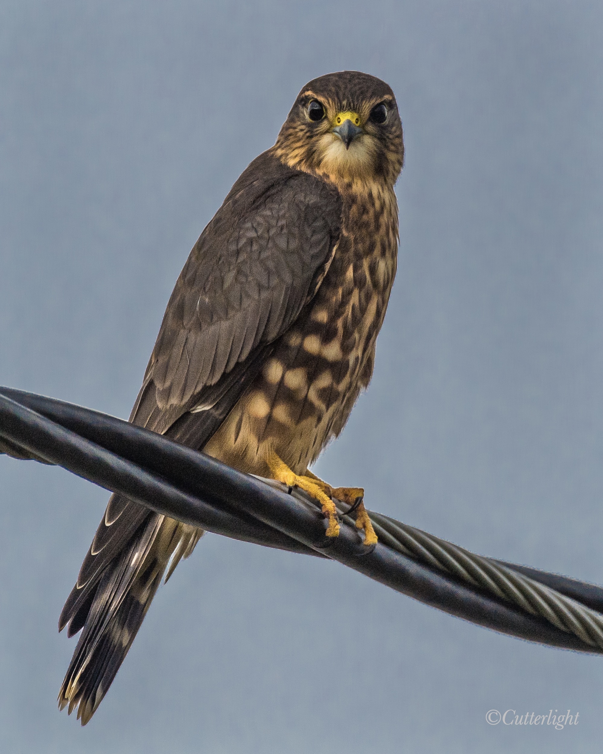 Birds of Chignik Lake: Merlin – Lady of the Lake | CutterLight