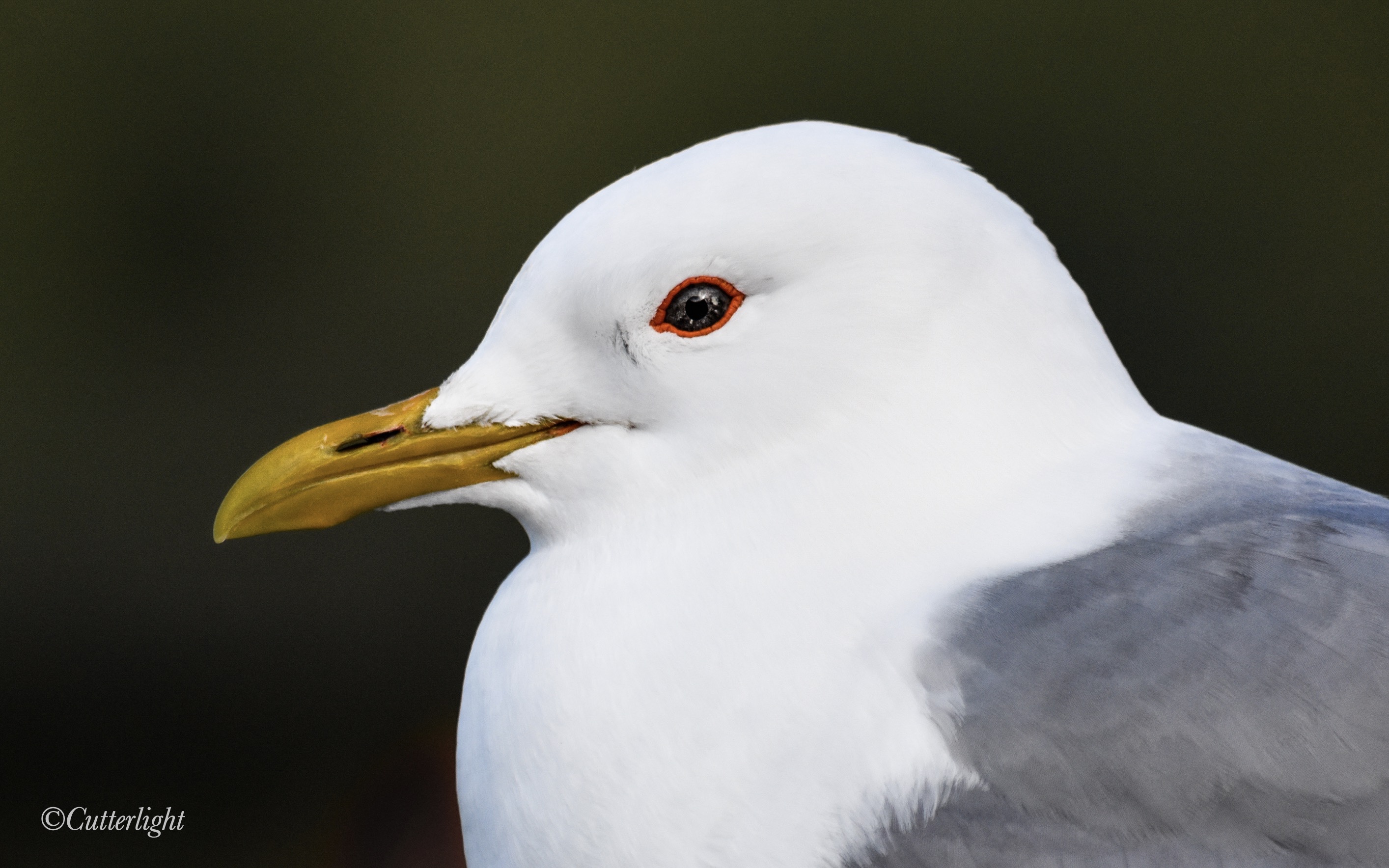 Birds of Chignik Lake: Mew Gull – The Gull of The Lake | CutterLight