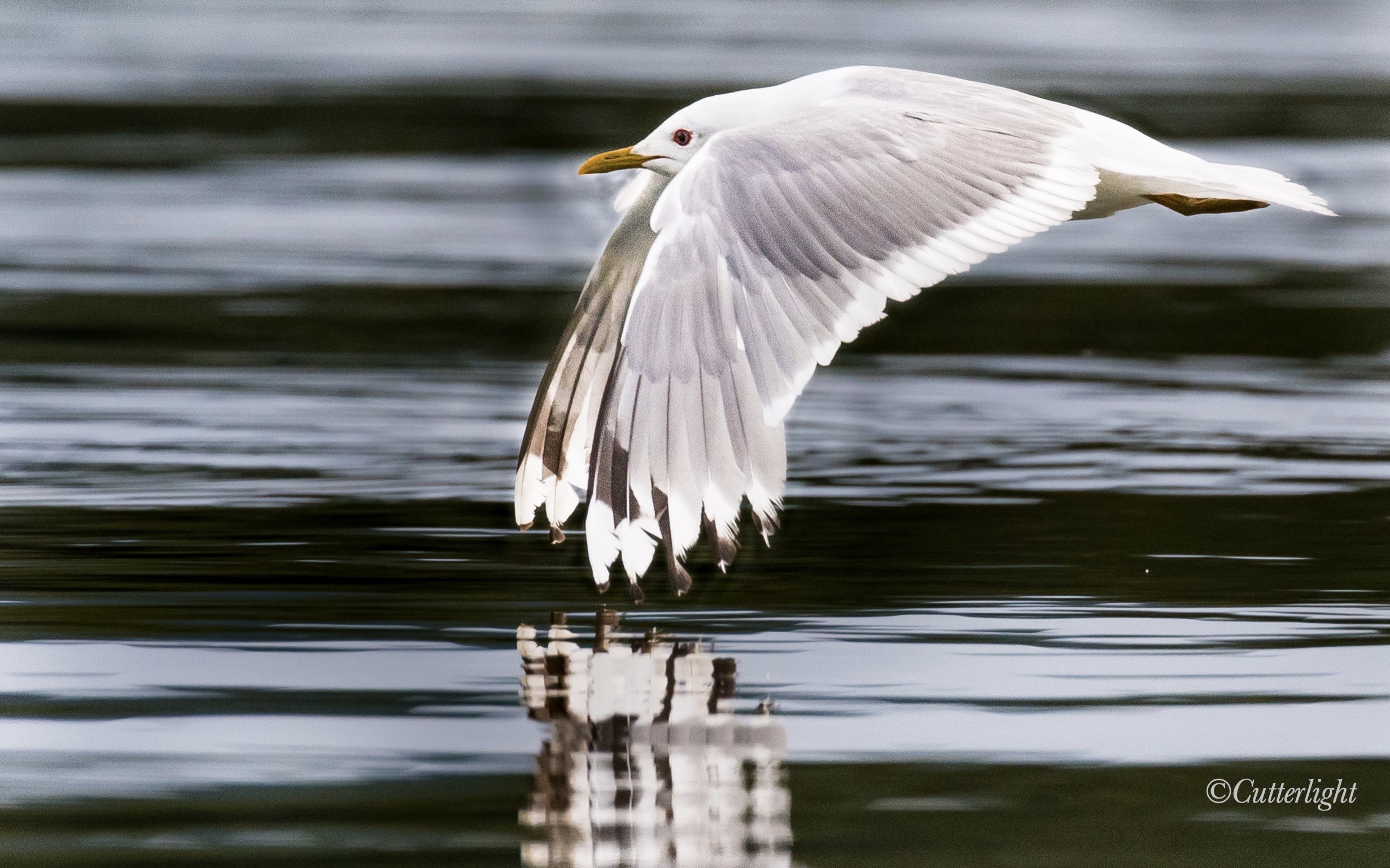 Birds of Chignik Lake: Mew Gull – The Gull of The Lake | CutterLight