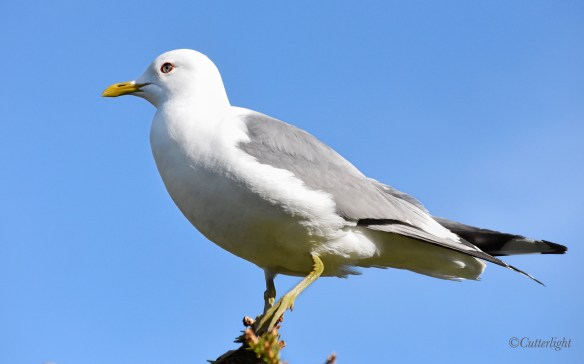 Birds of Chignik Lake: Mew Gull – The Gull of The Lake | CutterLight