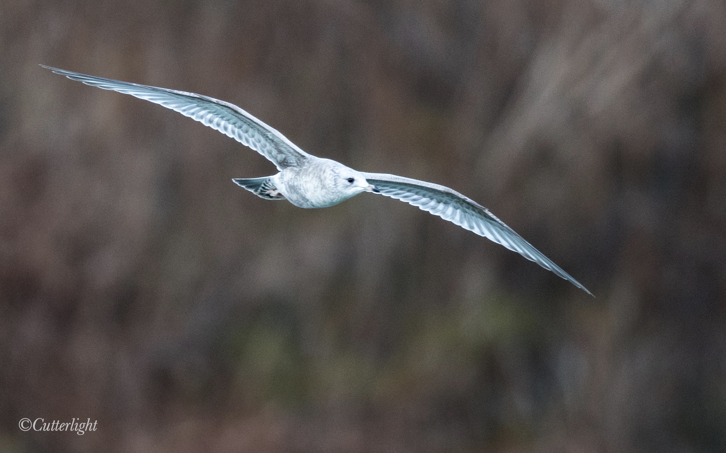 Birds of Chignik Lake: Mew Gull – The Gull of The Lake | CutterLight