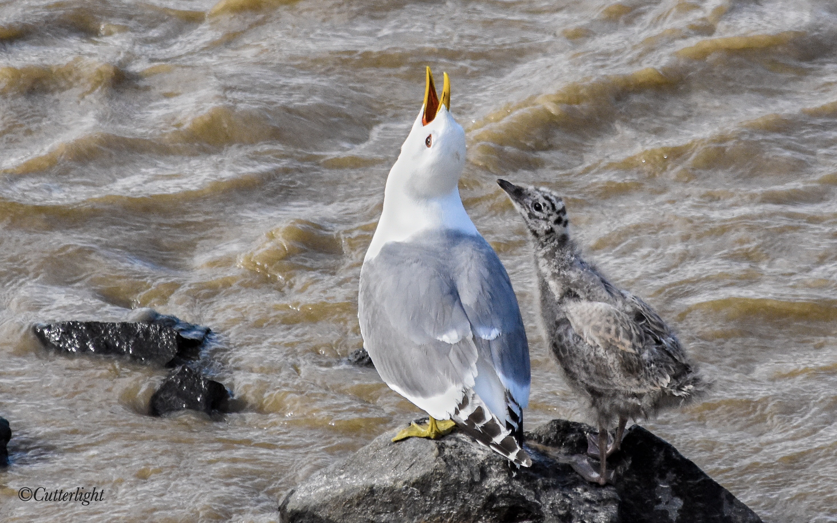 Birds of Chignik Lake: Mew Gull – The Gull of The Lake | CutterLight