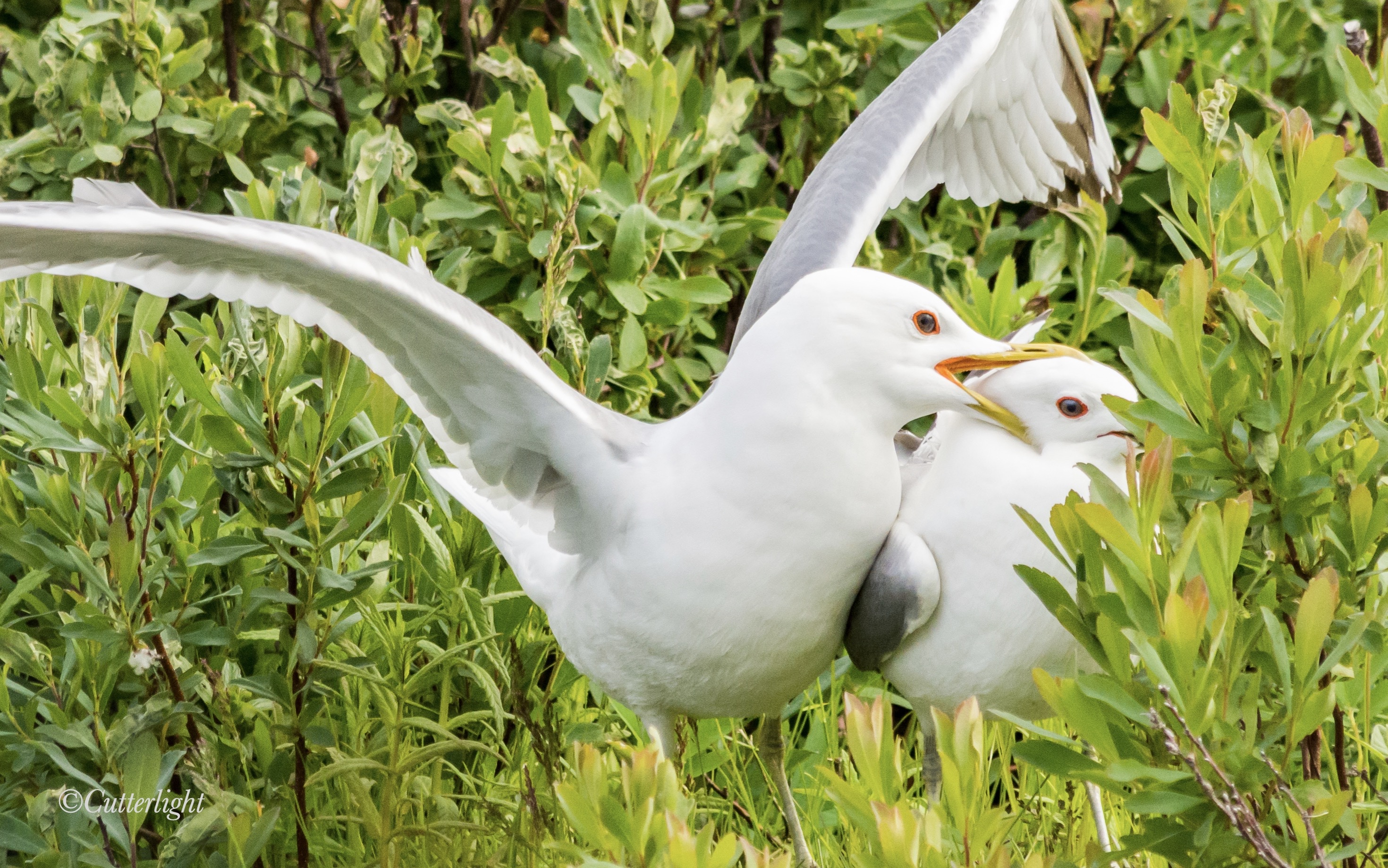 Birds of Chignik Lake: Mew Gull – The Gull of The Lake | CutterLight