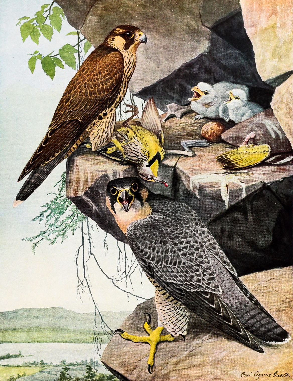 Birds of Chignik Lake: Peregrine Falcon | CutterLight