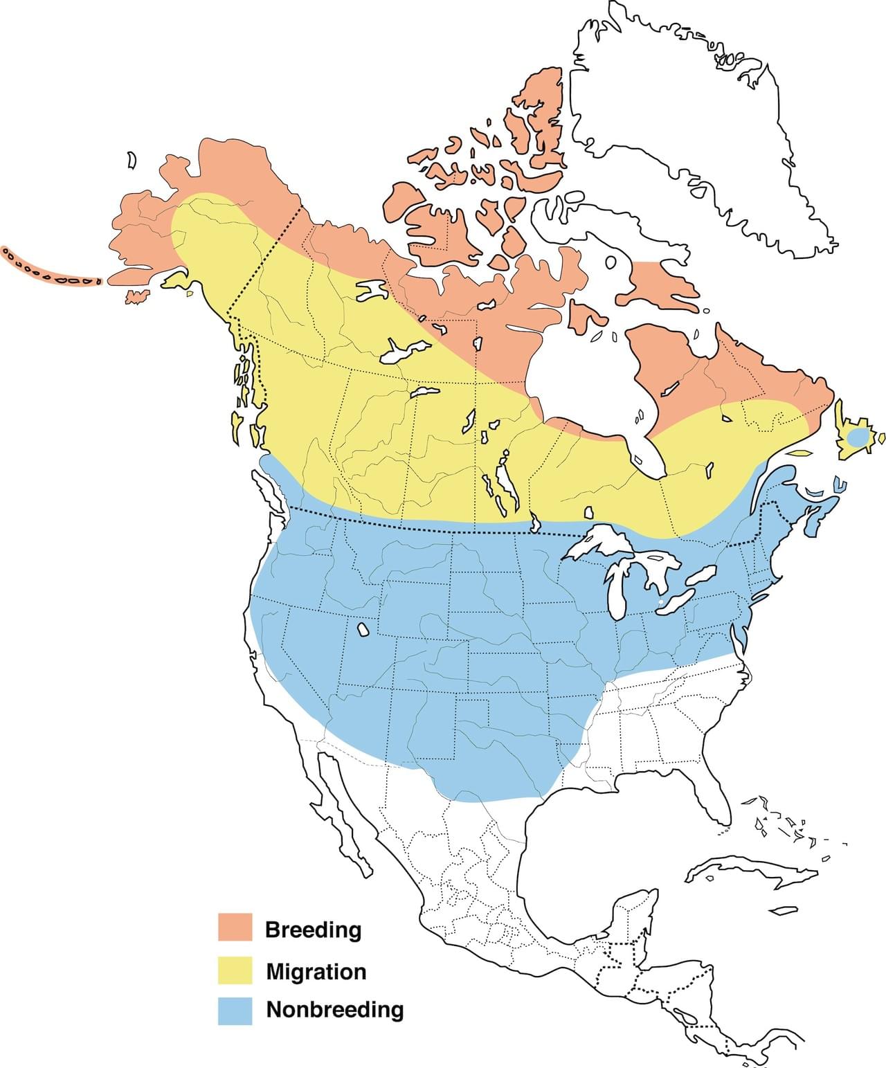 Birds of Chignik Lake: Rough-legged Hawk – Buteo of the Far North ...