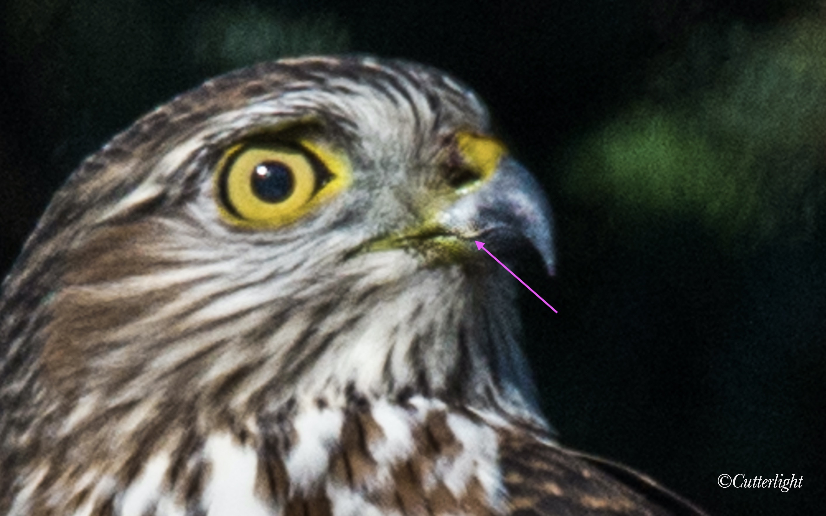 Birds of Chignik Lake: Sharp-shinned Hawk – Sharp Claws and a Tomial ...