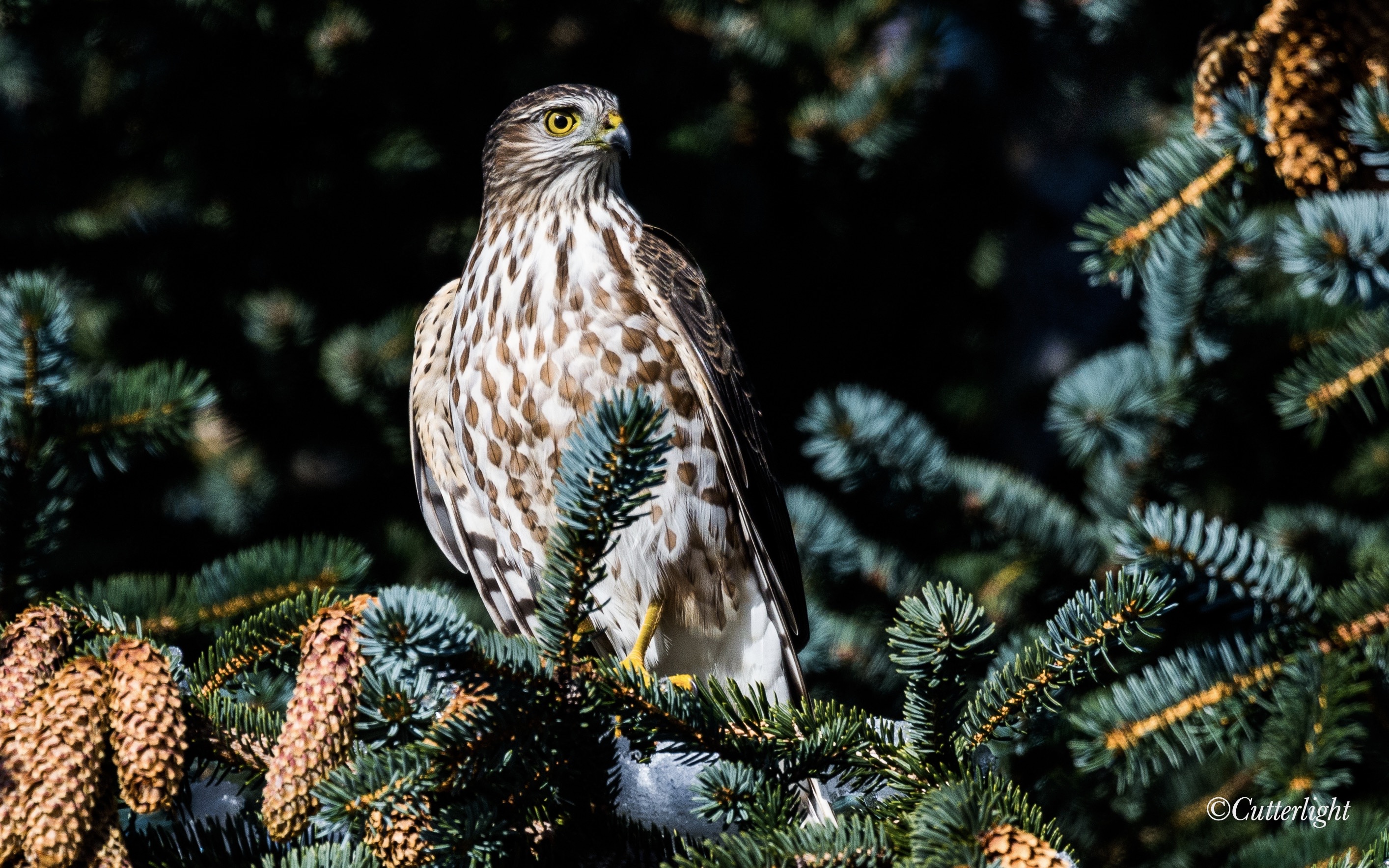 Birds of Chignik Lake: Sharp-shinned Hawk – Sharp Claws and a Tomial ...