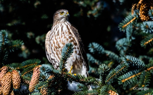 Birds of Chignik Lake: Sharp-shinned Hawk – Sharp Claws and a Tomial ...